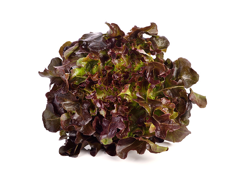 Eichblatt rot • Webshop Farmer's Markt